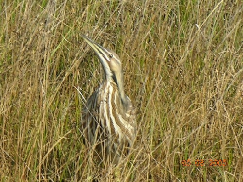 American Bittern